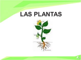 LAS PLANTAS | PPT