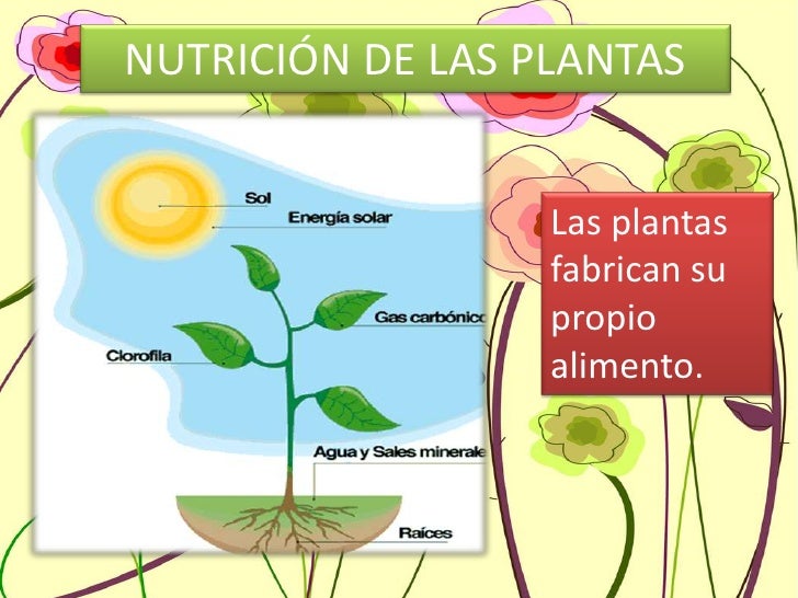 Propiedades De Las Plantas Pin De J'enn Mendoza En Cultivos Caseros