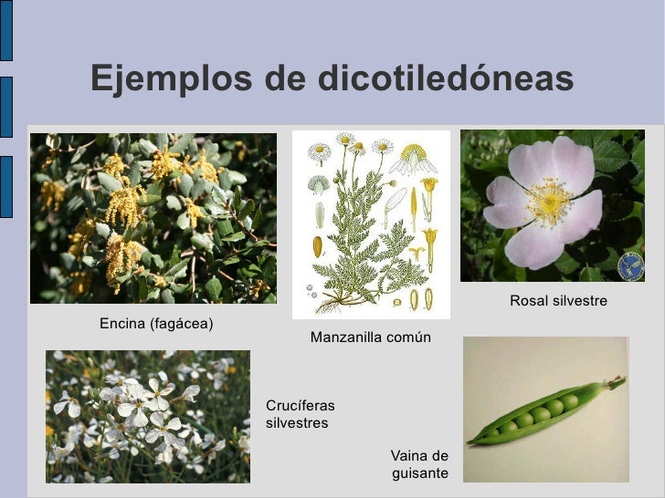 Ciencias Naturales Roxanna: Unidad II