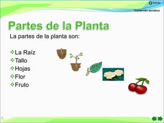 Las plantas | PPT