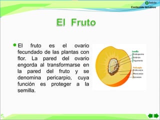 Las plantas | PPT