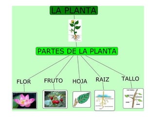 Las plantas | PPT