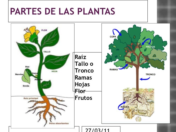 Las plantas