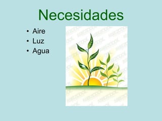 Las plantas | PPT