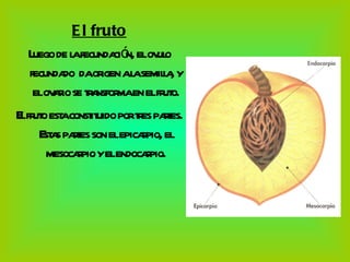 Las plantas | PPT