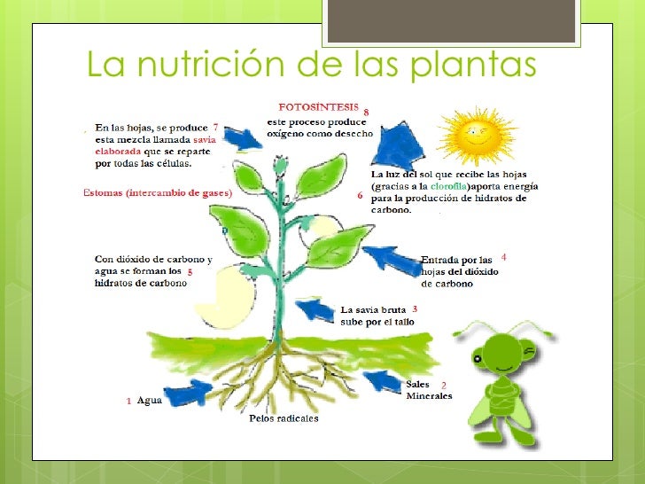 Transporte y nutricion Hola Biología