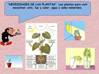 Las plantas | PPTX