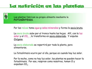Las plantas | PPT