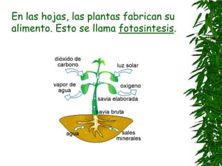 Las plantas | PPTX
