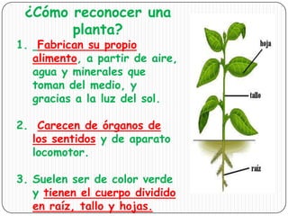 Las plantas | PPTX