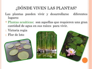 Las plantas | PPT
