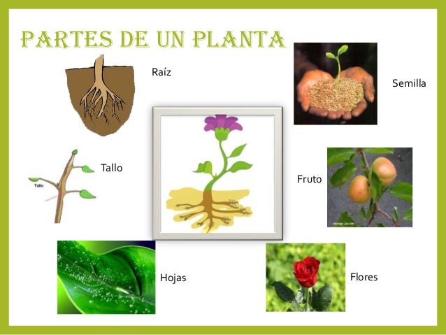 Las plantas