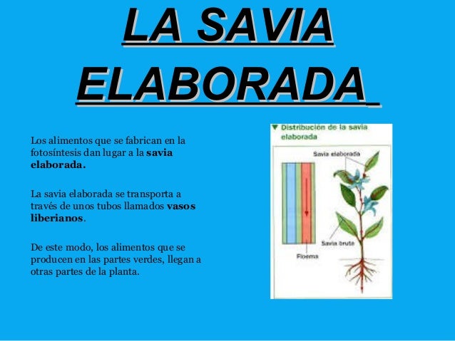 Las plantas