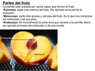 Las plantas | PPT