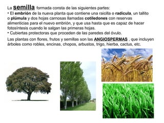 Las plantas | PPT