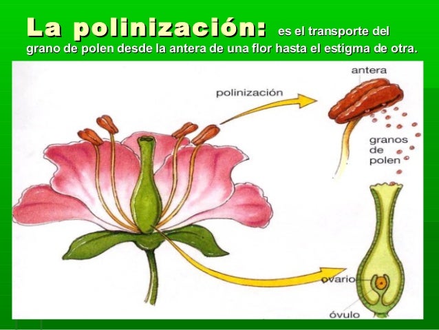 El Proceso De Polinización De Las Flores ¿En Qué Consiste? – OIDK