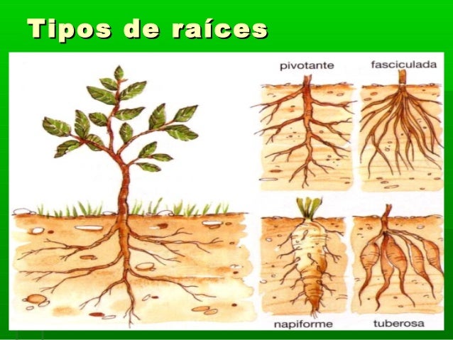 Las plantas