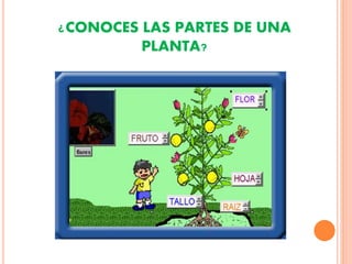 Las plantas | PPTX