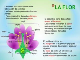 Las plantas | PPT