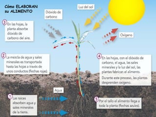 Las plantas | PPT