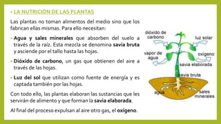 Las plantas | PPTX