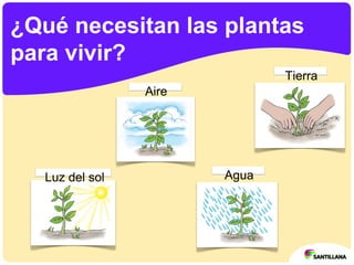 Las plantas | PPT