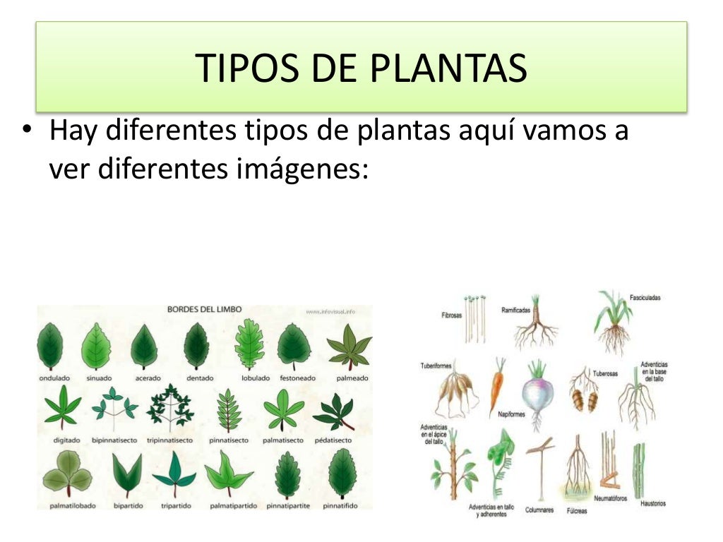 Cuadros sinópticos sobre las plantas Clasificación y tipos Cuadro ... Cuadros sinópticos sobre las plantas Clasificación y tipos Cuadro ...