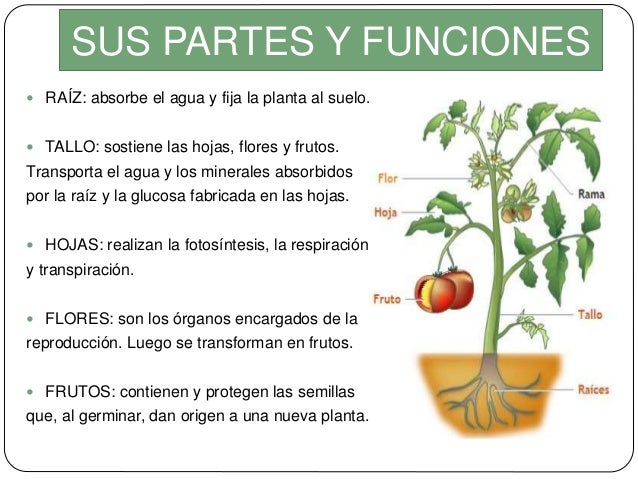 Ficha Partes De Una Planta Las Plantas Partes Y Funciones De Las Porn Sex Picture