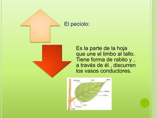 Las plantas | PPT