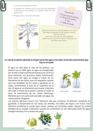 Las plantas, ¿de qué viven? (Parte 2) - Aprendo en Casa | PDF