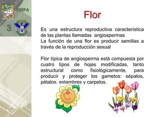 Las plantas | PPT