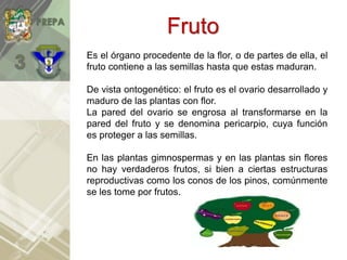 Las plantas | PDF