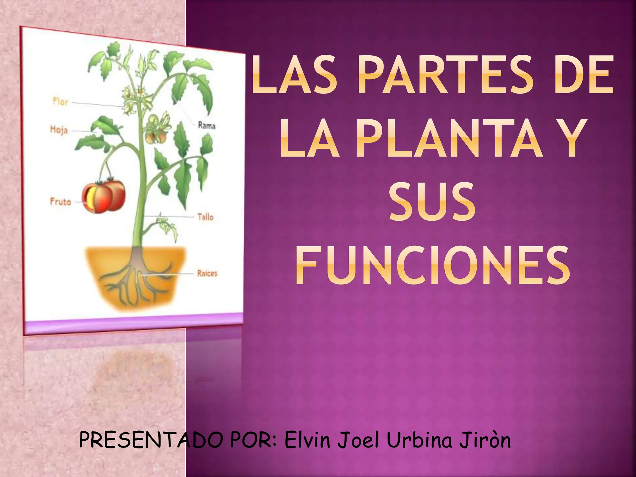 Las plantas y sus partes, funciones de la planta.ppt
