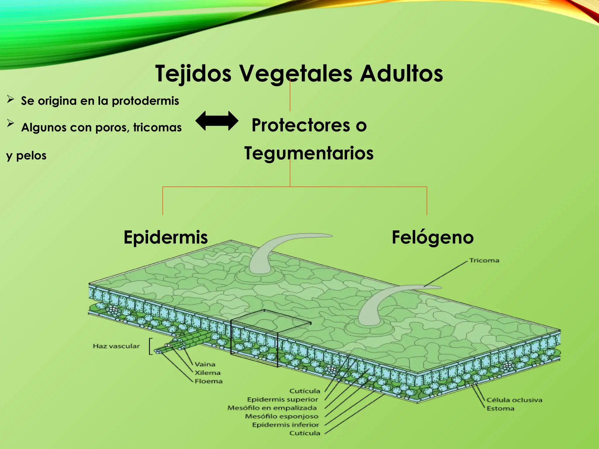 Las Plantas reino plantae ..........pptx