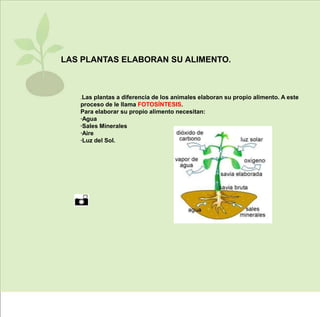 Las plantas.power point | PPTX