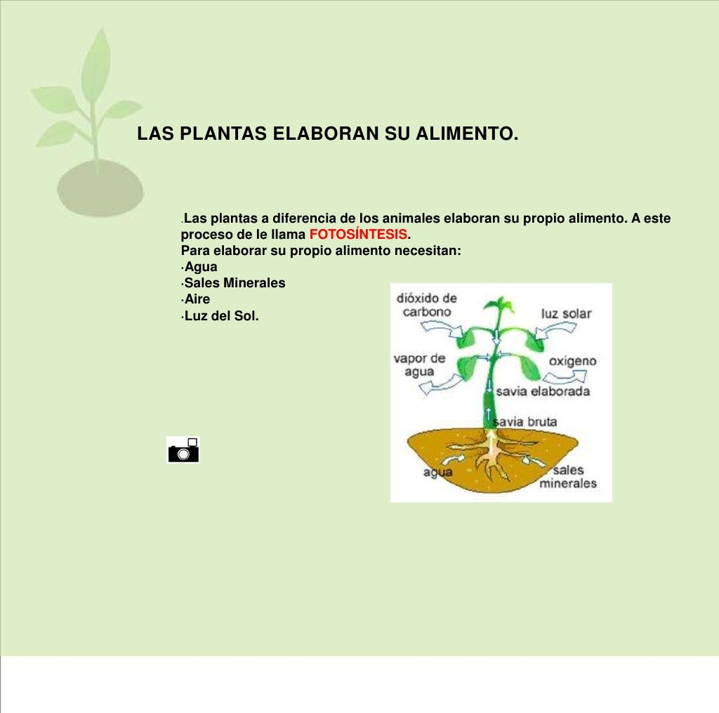 Las plantas.power point
