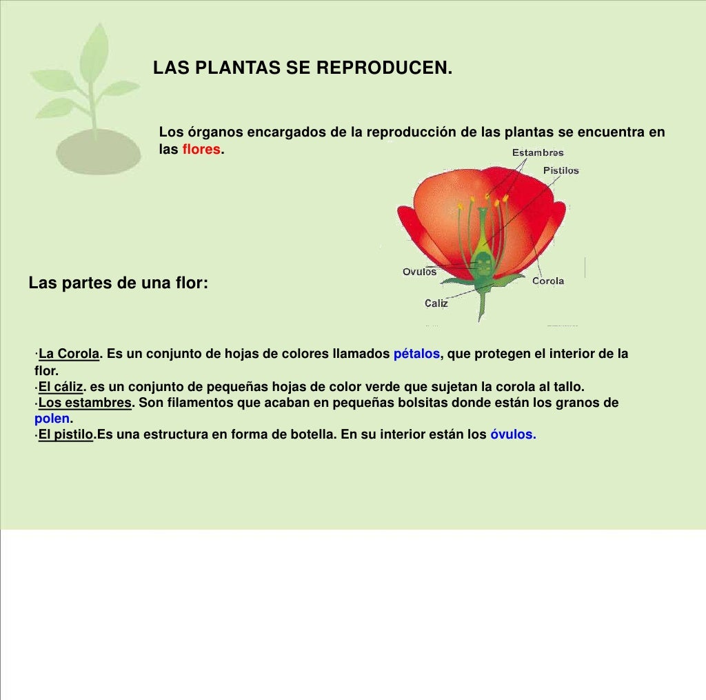 Las plantas.power point