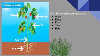 Las plantas (1) | PPTX