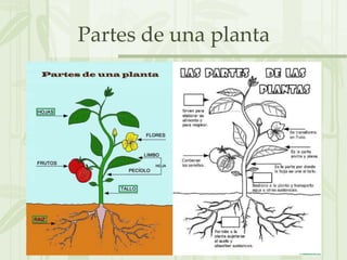 Las plantas(1)h | PPTX