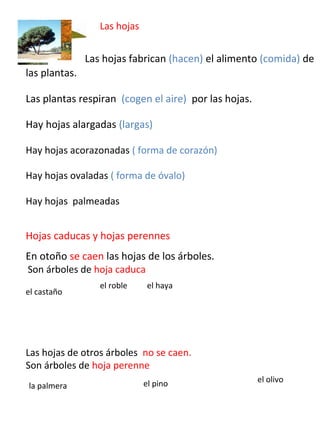 Las plantas 2º | PDF