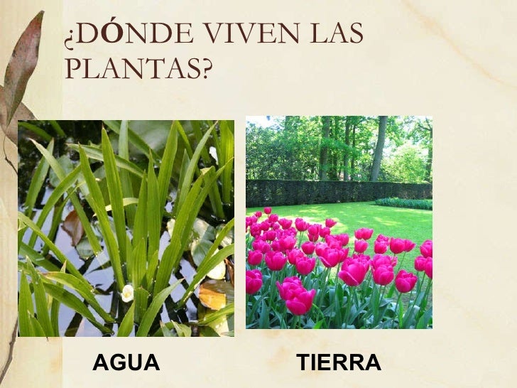 Las Plantas3