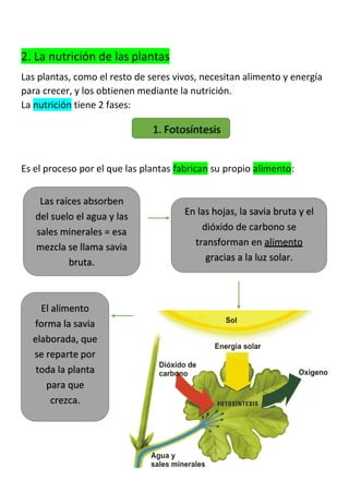 Las plantas 5 | PDF