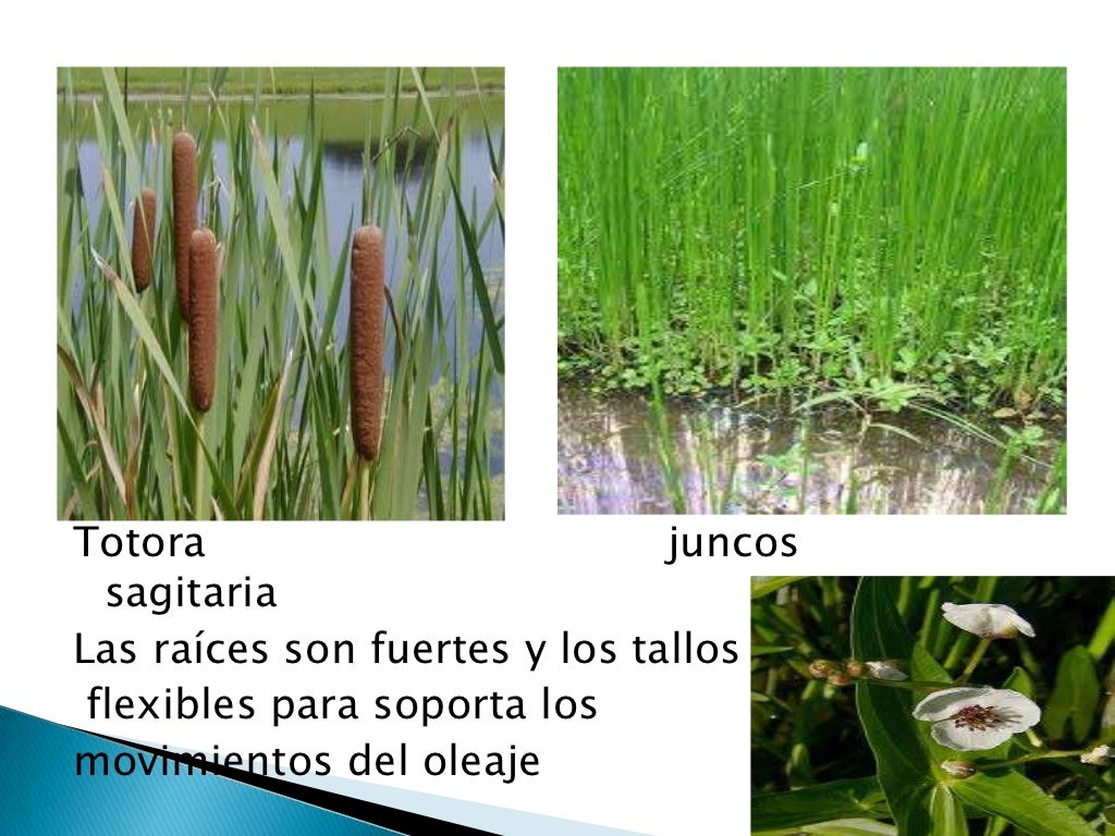 Las plantas acuáticas