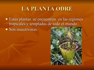 Las Plantas Carnivoras | PPT
