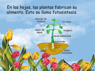 Las plantas, diapositivas | PPT