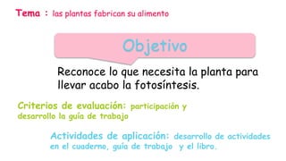 LAS PLANTAS ELABORAN SU PROPIO ALIMENTO.pptx