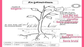 LAS PLANTAS ELABORAN SU PROPIO ALIMENTO.pptx