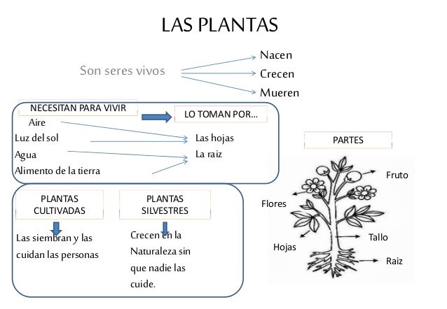 Mapa Conceptual De Las Partes De Una Planta. - Web Del Maestro Mapa Conceptual De Las Partes De Una Planta. - Web Del Maestro