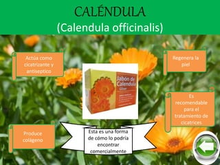 Las plantas medicinales y sus funciones | PPSX