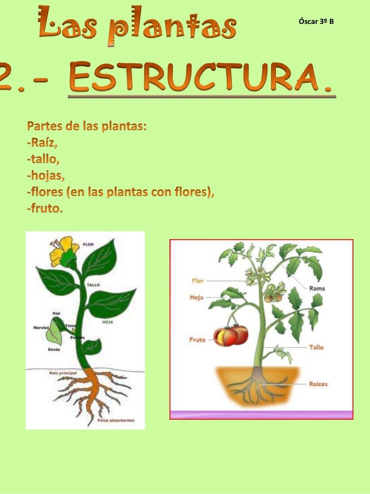Las plantas pal blog